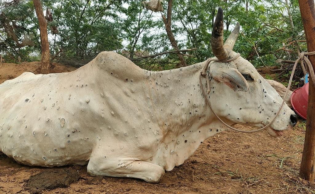 Lumpy Skin Disease Legacy IAS Academy