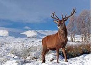 Kashmiri Stag (Hangul) | Legacy IAS Academy