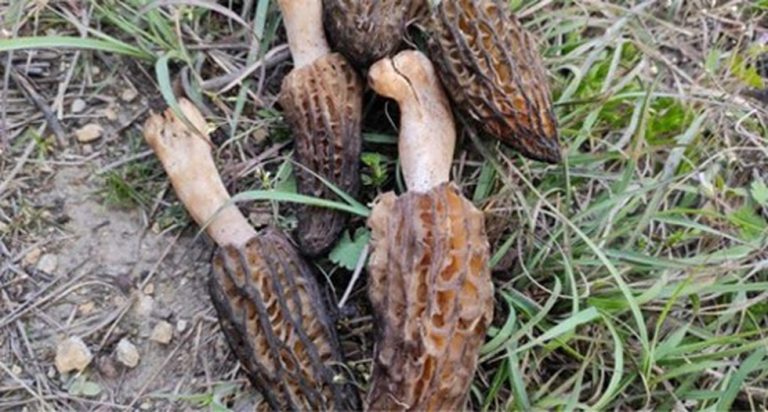 About The Gucchi Mushroom | Legacy IAS Academy