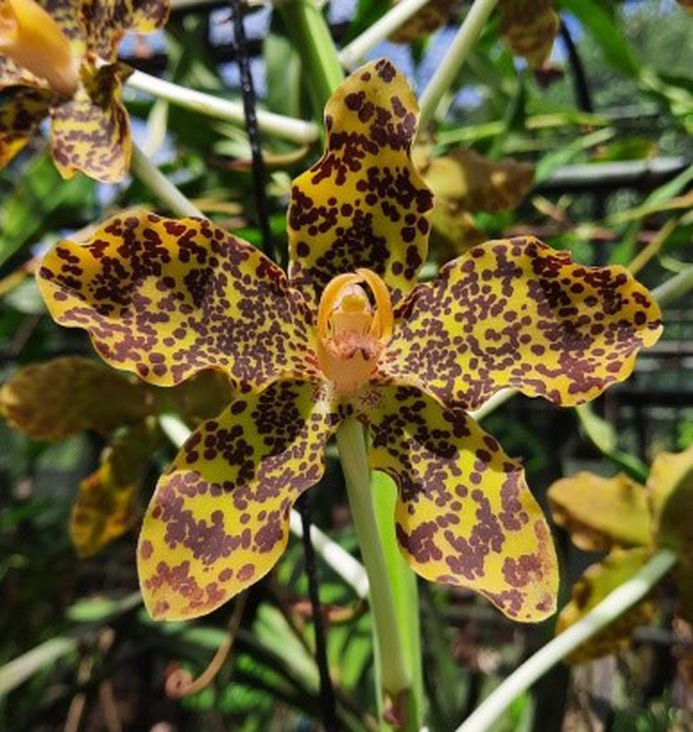 About A Tiger Orchids | Legacy IAS Academy