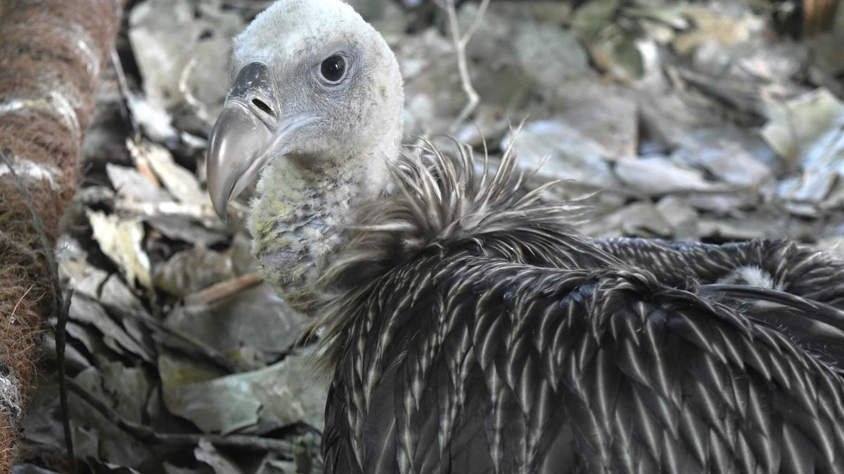 Exploring the Himalayan Vulture | Legacy IAS Academy