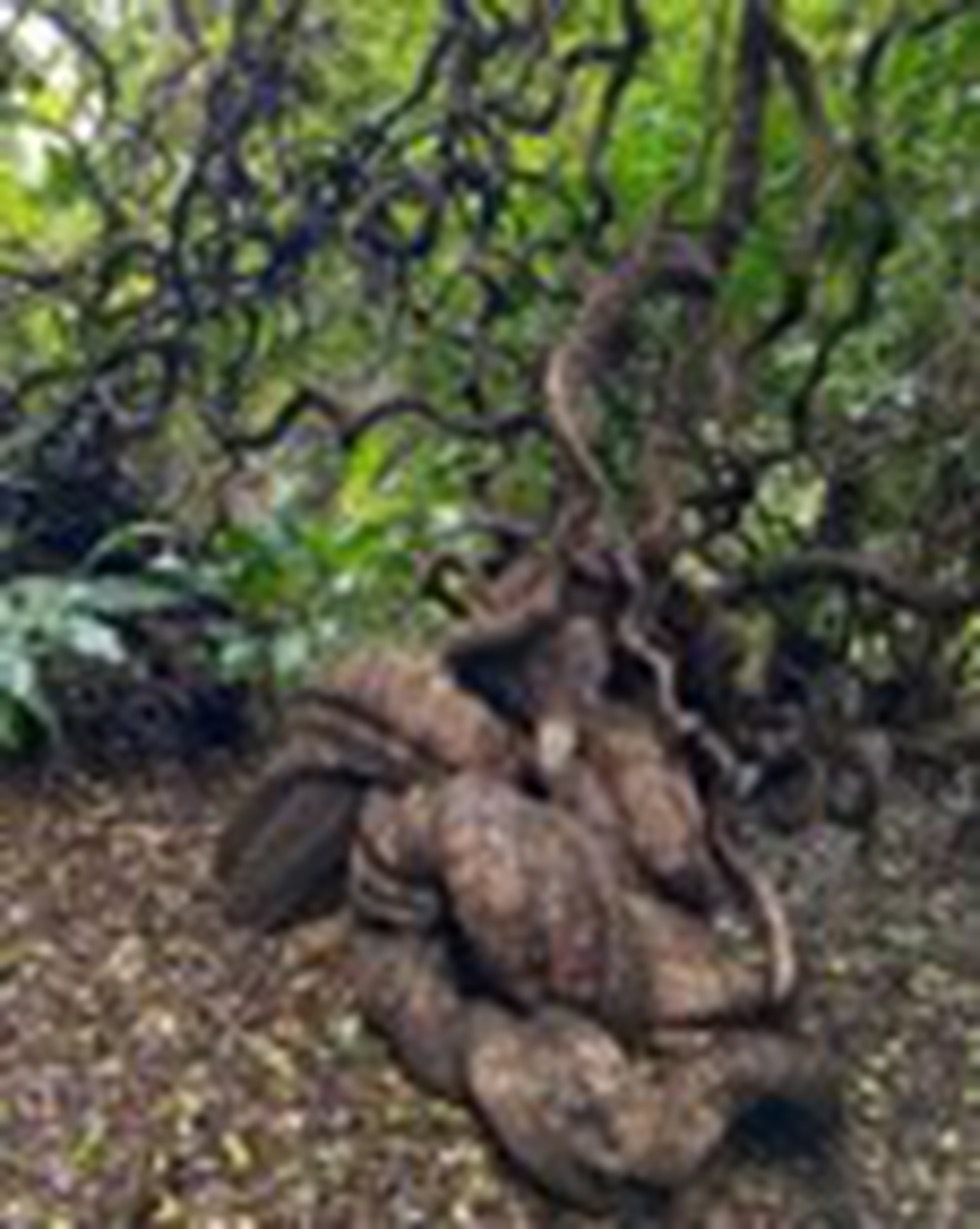 African Dream Herb Overview | Legacy IAS Academy