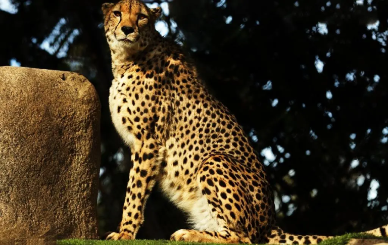 Northeast African Cheetah: A Unique Subspecies | Legacy IAS