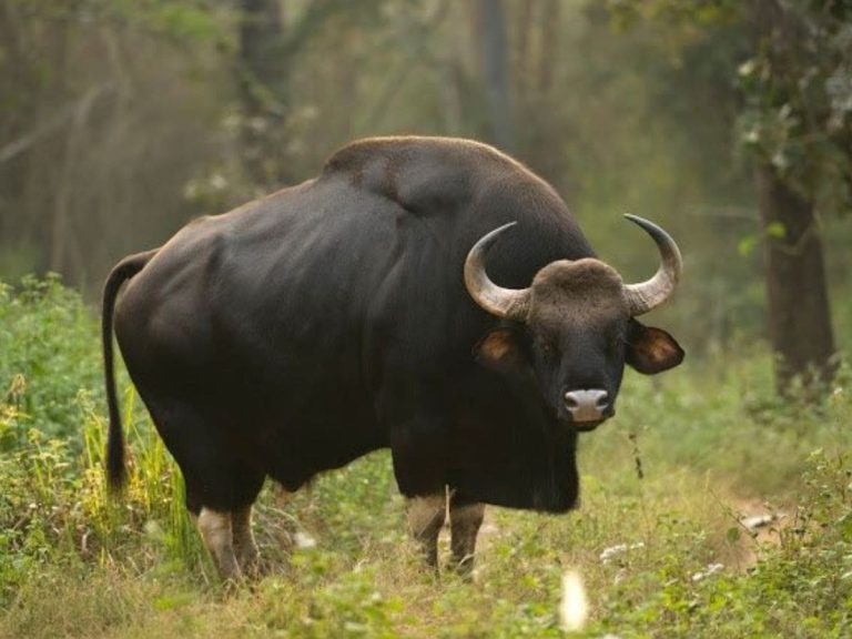 About Indian Gaur | Legacy IAS Academy