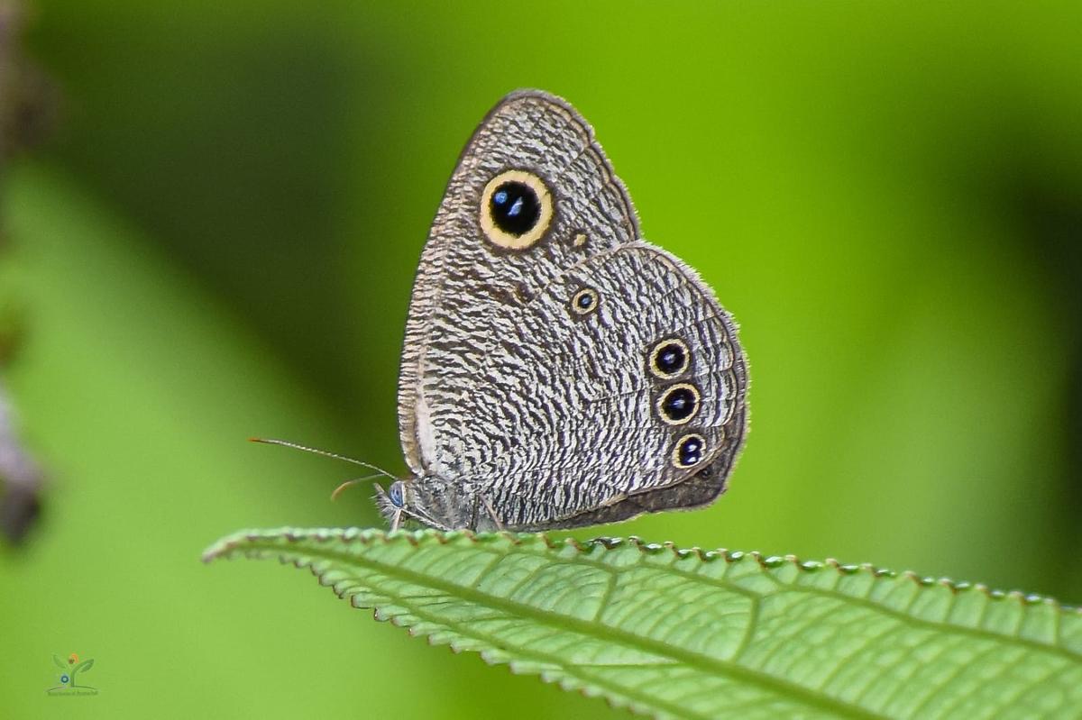 About the Four-ringed Butterfly | Legacy IAS Academy