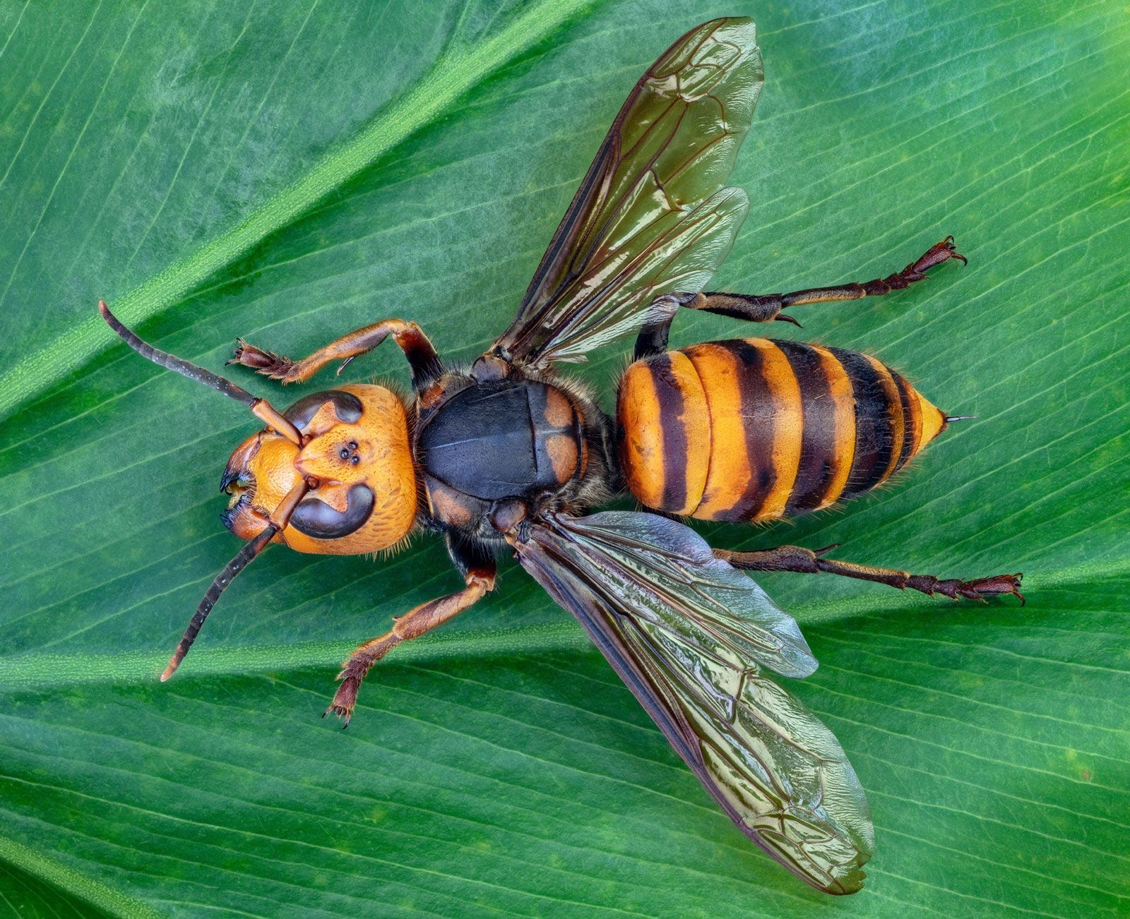 About The Hornets | Legacy IAS Academy