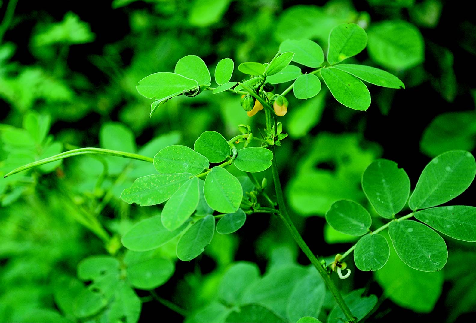 About the Senna Tora Plant | Legacy IAS Academy